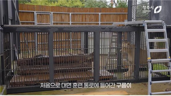 Lions Also Have ‘Families’… The Future of Animal Welfare at Cheongju Zoo