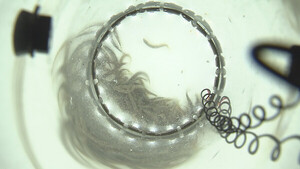 남원시, 국산 미꾸리 치어 분양… 마리당 5원